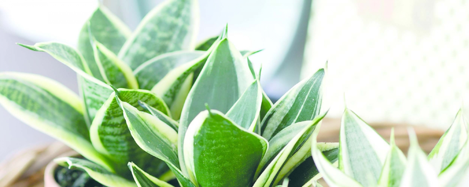 Trioflor Pflanzenhandels GmbH - dreifache Kompetenz im Norden